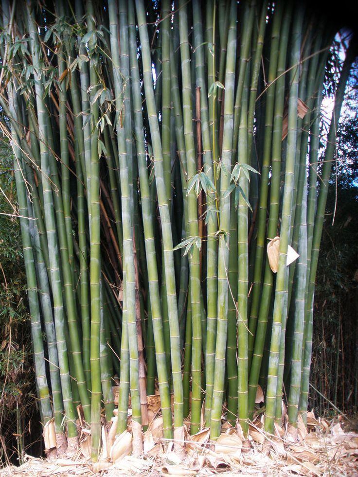 Bambu Tiang Bendera / Bambu Umbul Umbul Untuk 17 agustusan | Lazada ...