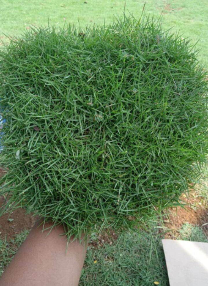 Promo rumput jepang atau rumput peking 1 meter | Lazada Indonesia