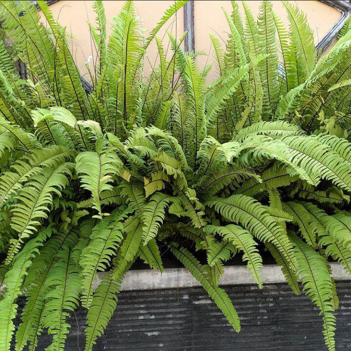 10 Tanaman Hias Pakis Kelabang / Paku Sepat / Paku Gunung | Lazada ...