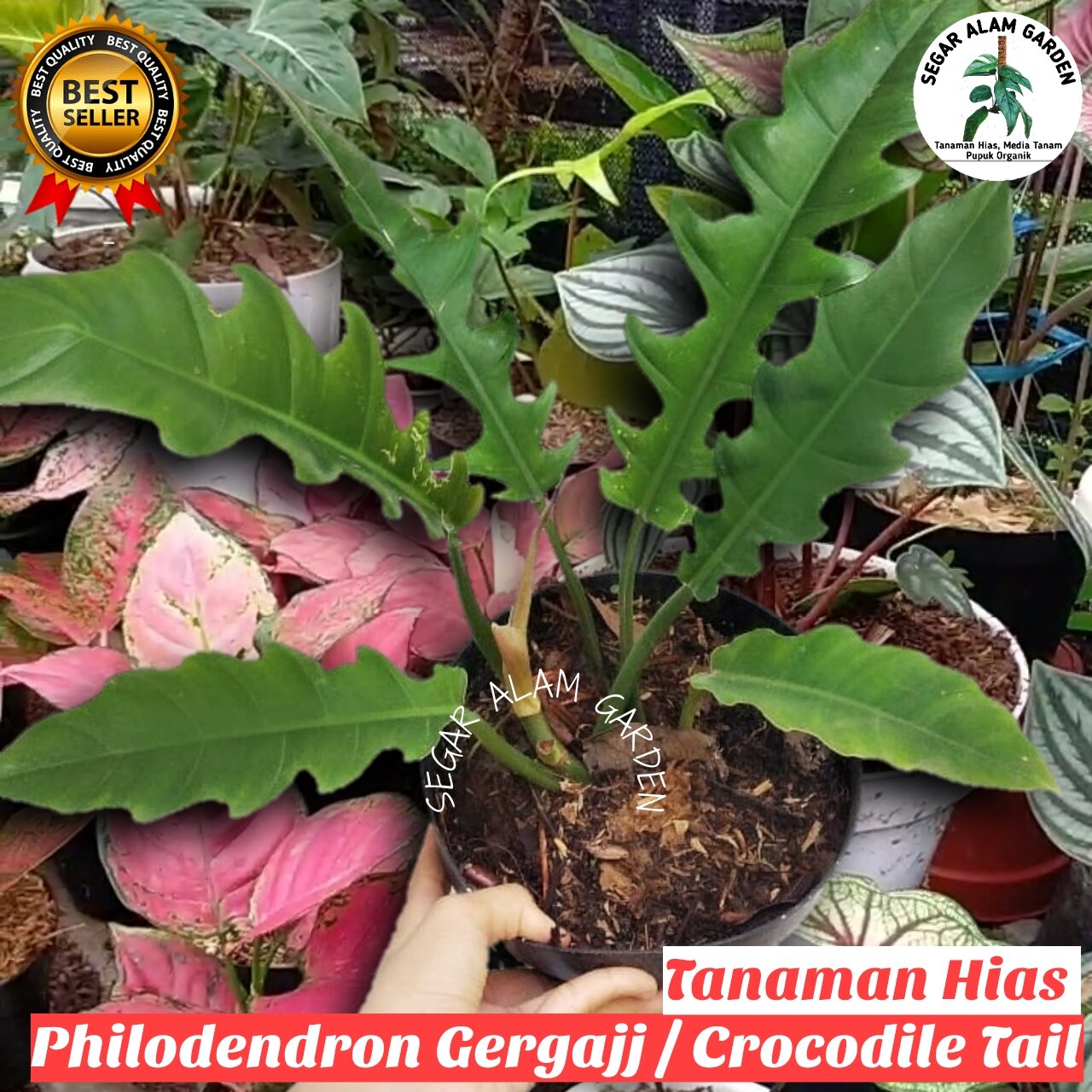 Tanaman Hias Philodendron Saw - Pilo Gergaji | Lazada Indonesia