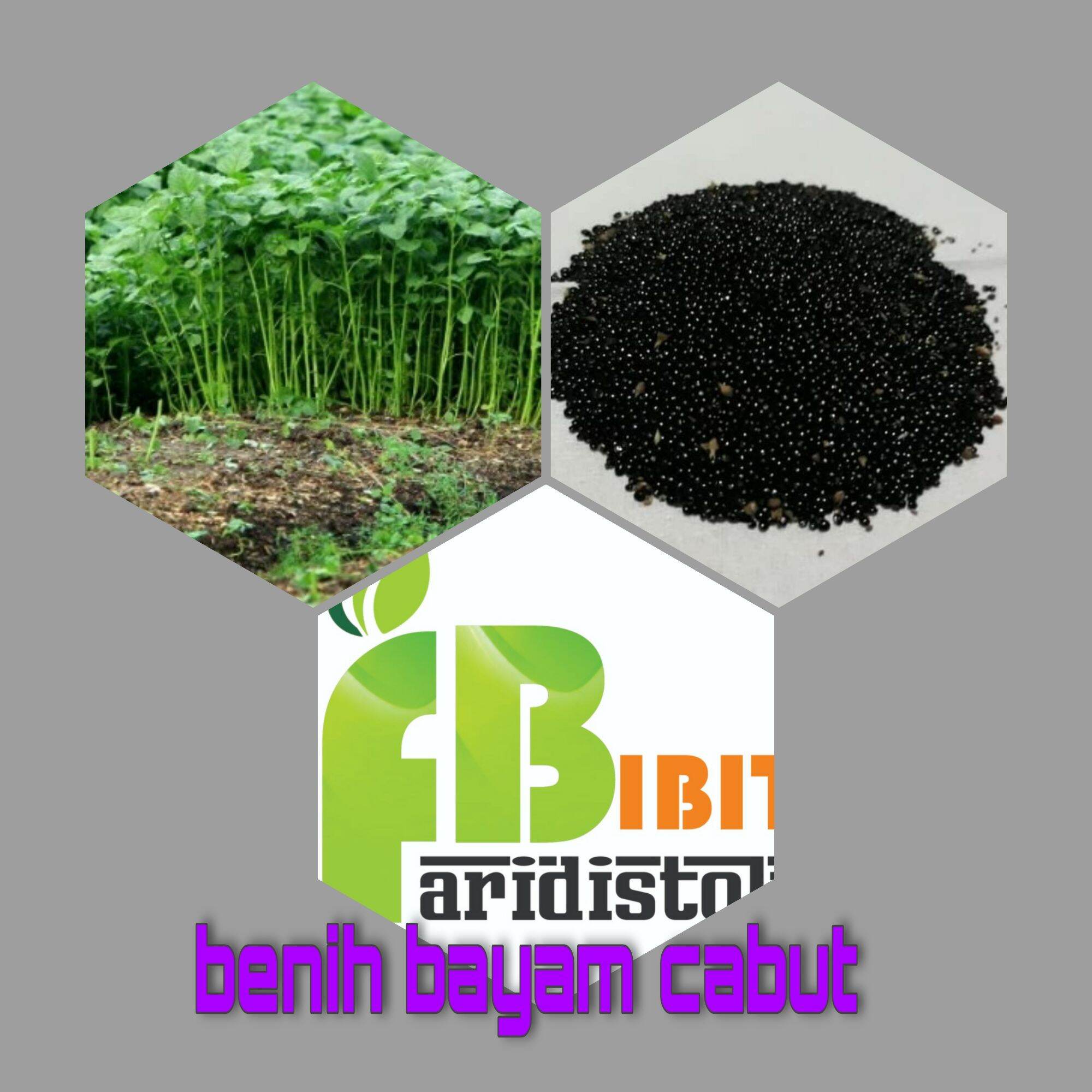 10000 biji benih bayam hijau | Lazada Indonesia