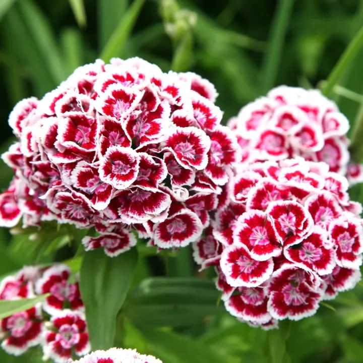 50 BUTIR BIJI/BENIH BUNGA SWEET WILLIAM DIANTHUS | Lazada Indonesia