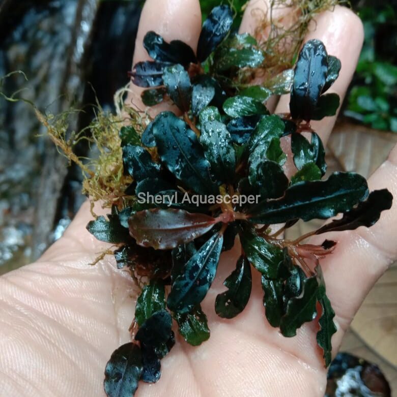 Bucephalandra Purple Hades Tanaman Aquascape | Lazada Indonesia