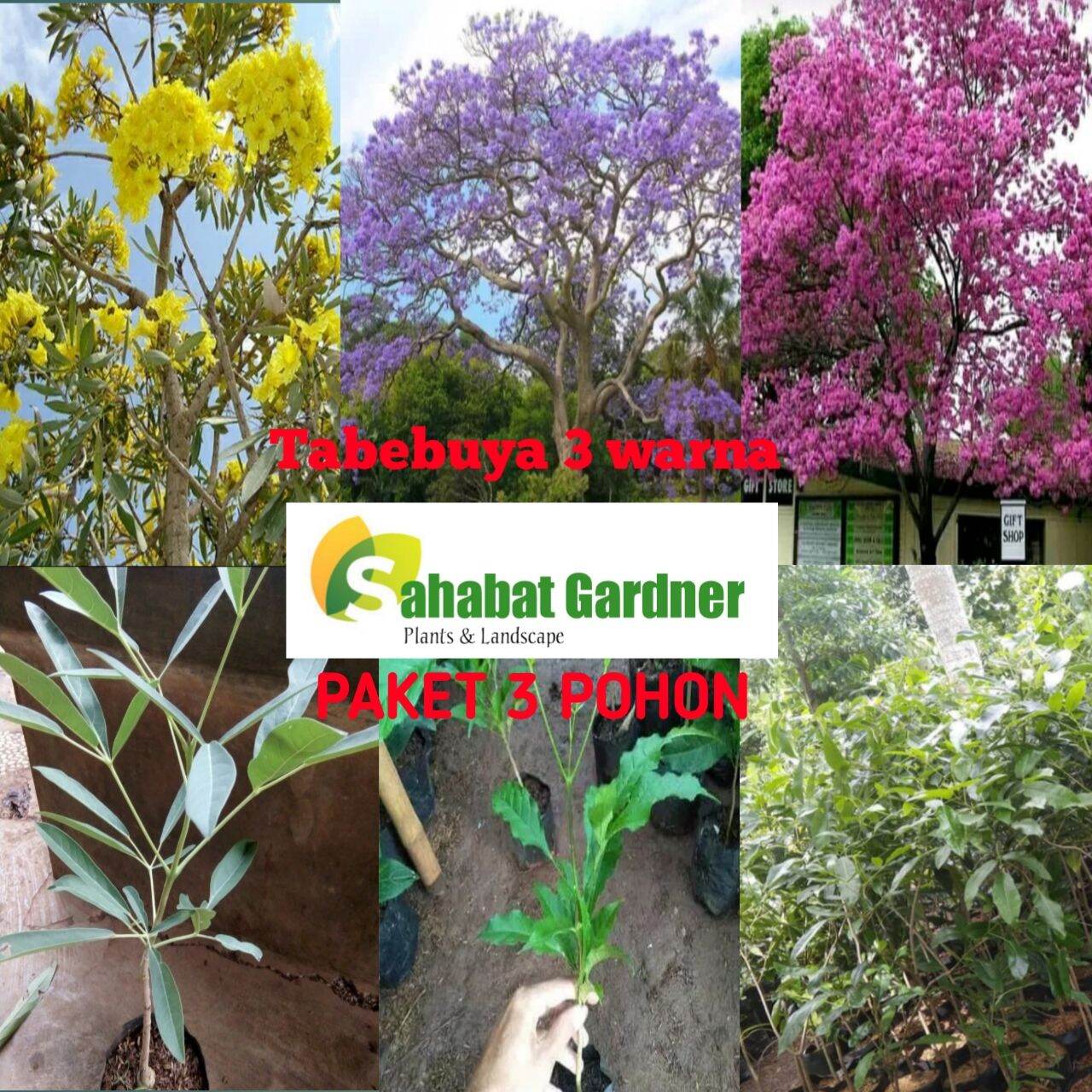 paket pohon tabebuya | bunga tabebuya | bibit bunga tabebuya | Lazada ...