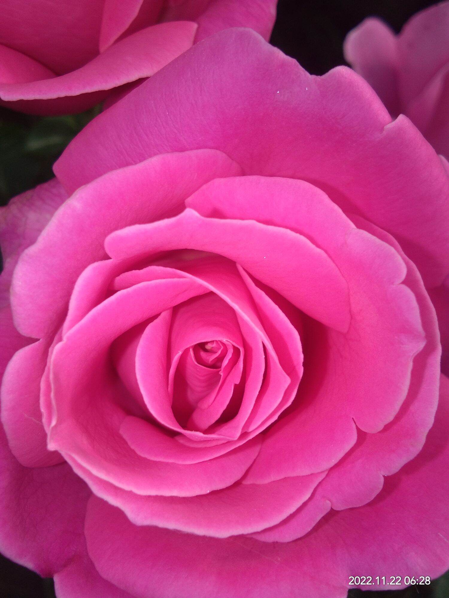 Bunga Mawar holland pink tanaman hidup | Lazada Indonesia