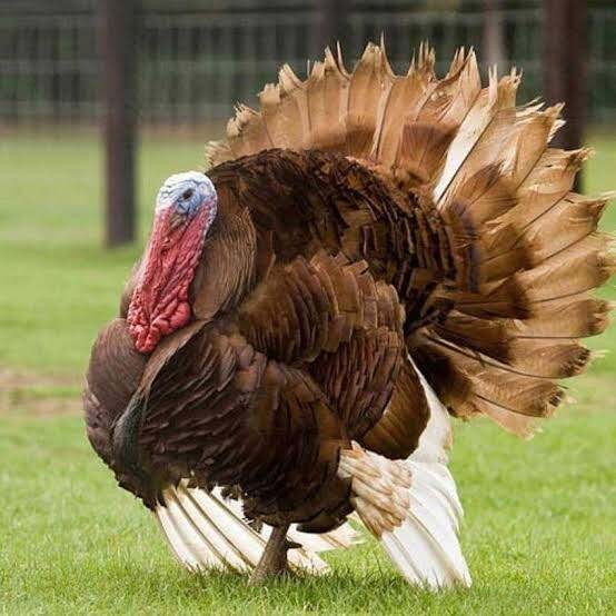 TELUR AYAM KALKUN UNTUK DI TETASKAN | Lazada Indonesia