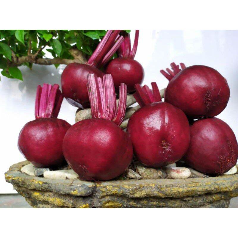 buah bit atau beetroot terlaris fresh 1kg | Lazada Indonesia