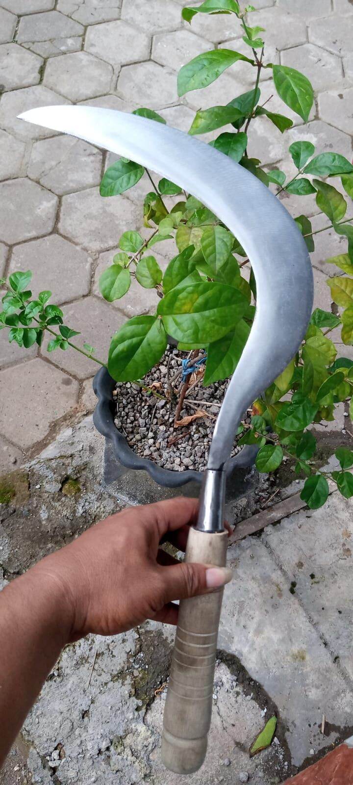 ARIT PADI - Arit Baja PER Ukuran 39 Cm / Arit Madura / Alat Berladang ...