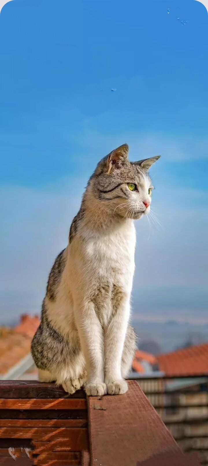 Poster cetak Kucing Black White, lukisan cetak Kucing Black White untuk ...