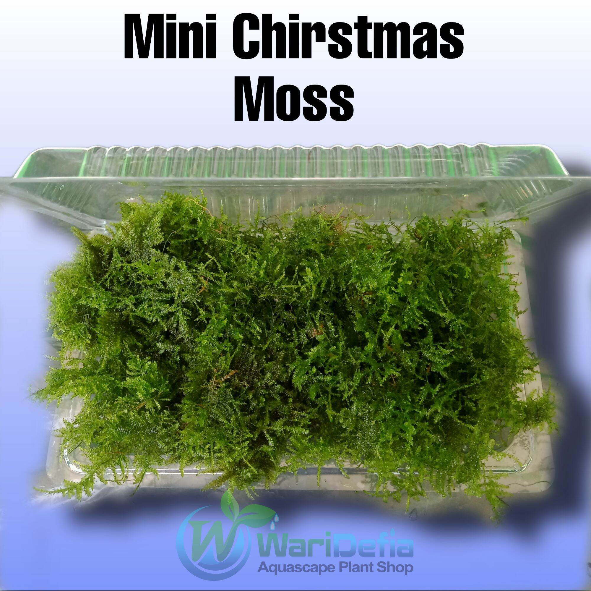 Mini Chirstmas Moss Tanaman Aquascape porsi mika | Lazada Indonesia