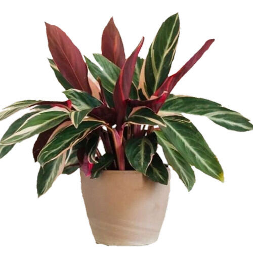 TANAMAN HIAS MERANTI BALI - CALATHEA MERANTI BALI | Lazada Indonesia