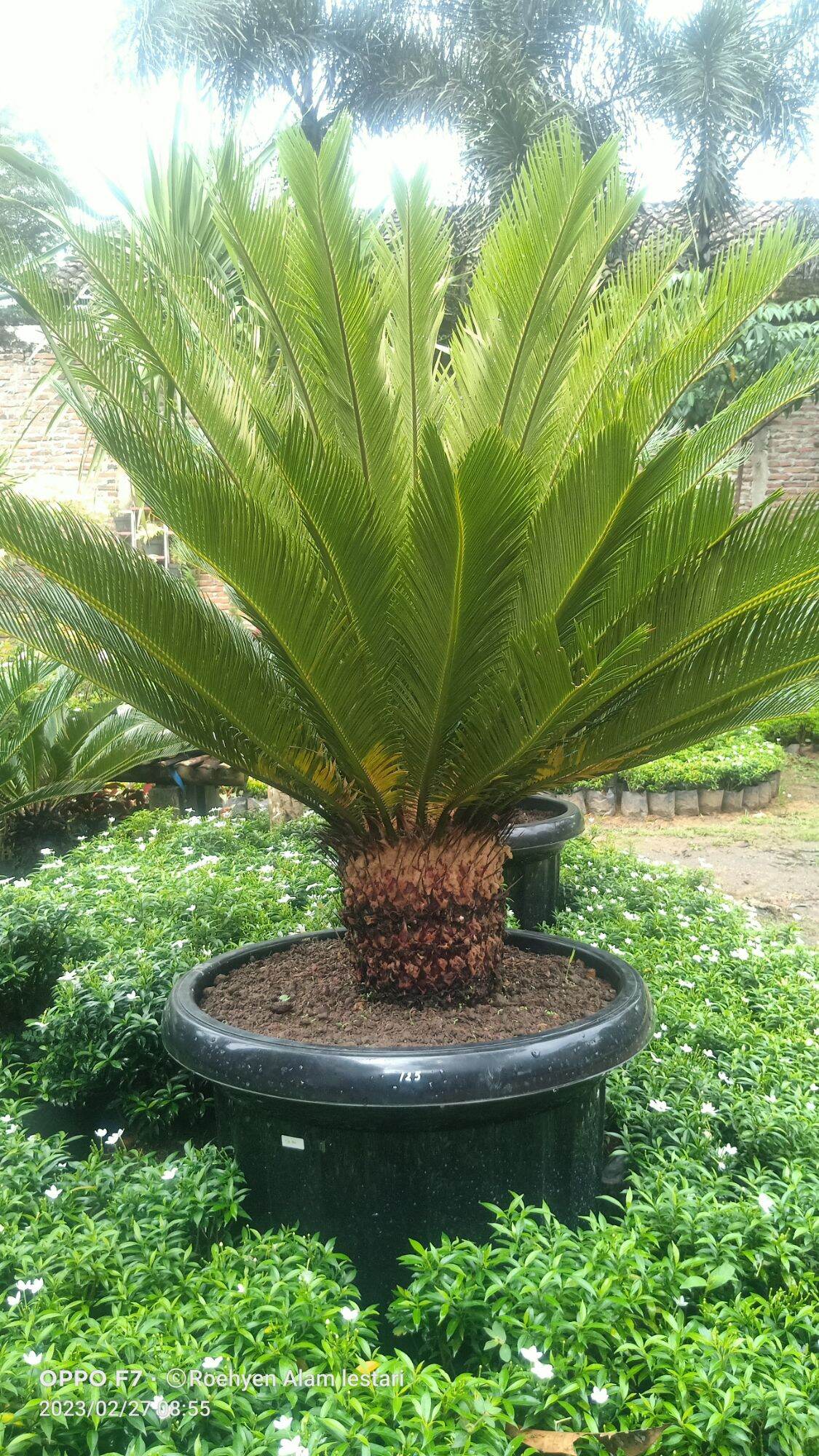 pohon Sikas purba / pohon sikas Taman / pohon sikas / pohon sikas ...