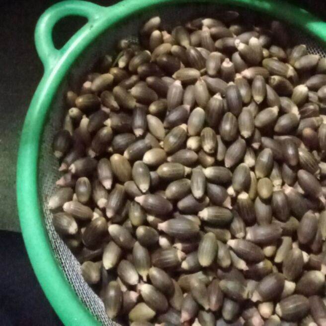 Biji melinjo 1kg | Tangkil | kletek | Lazada Indonesia