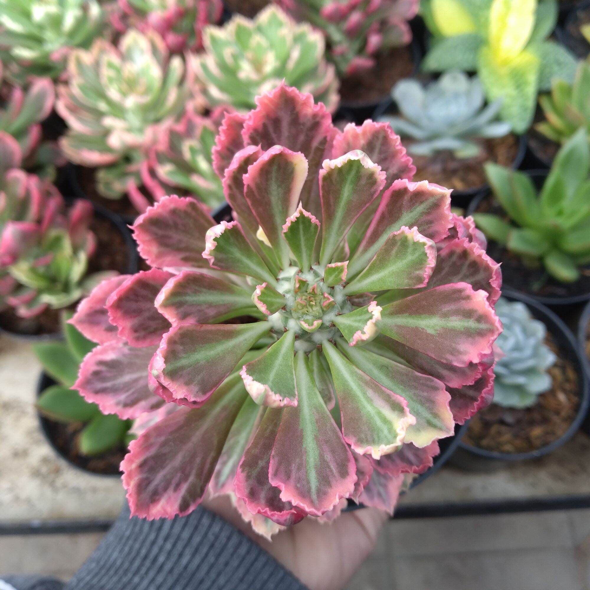 Sekulen Euphorbia monadenium stapeliodes medium | Lazada Indonesia