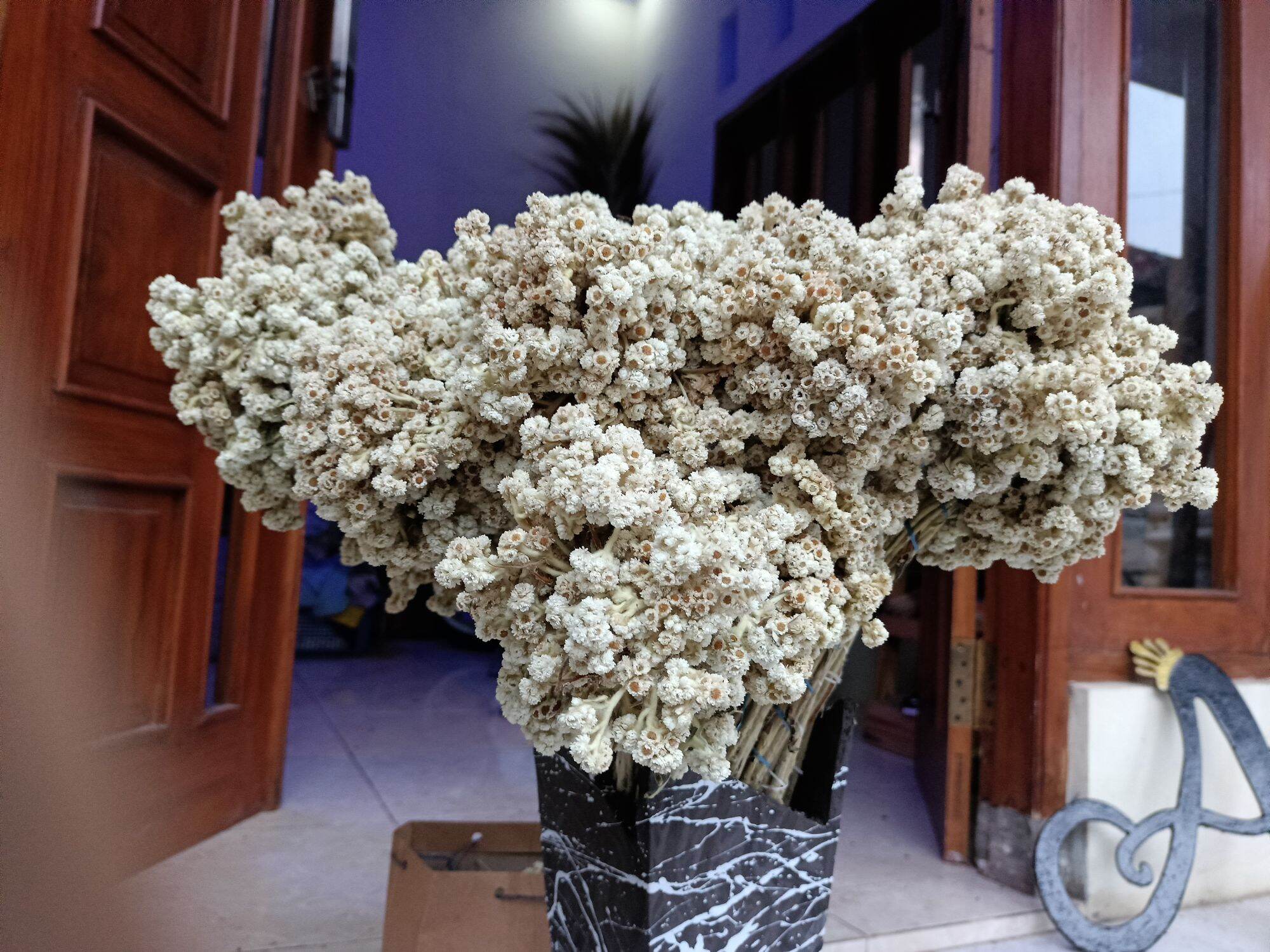 bunga abadi edelweiss hasil budidaya | Lazada Indonesia