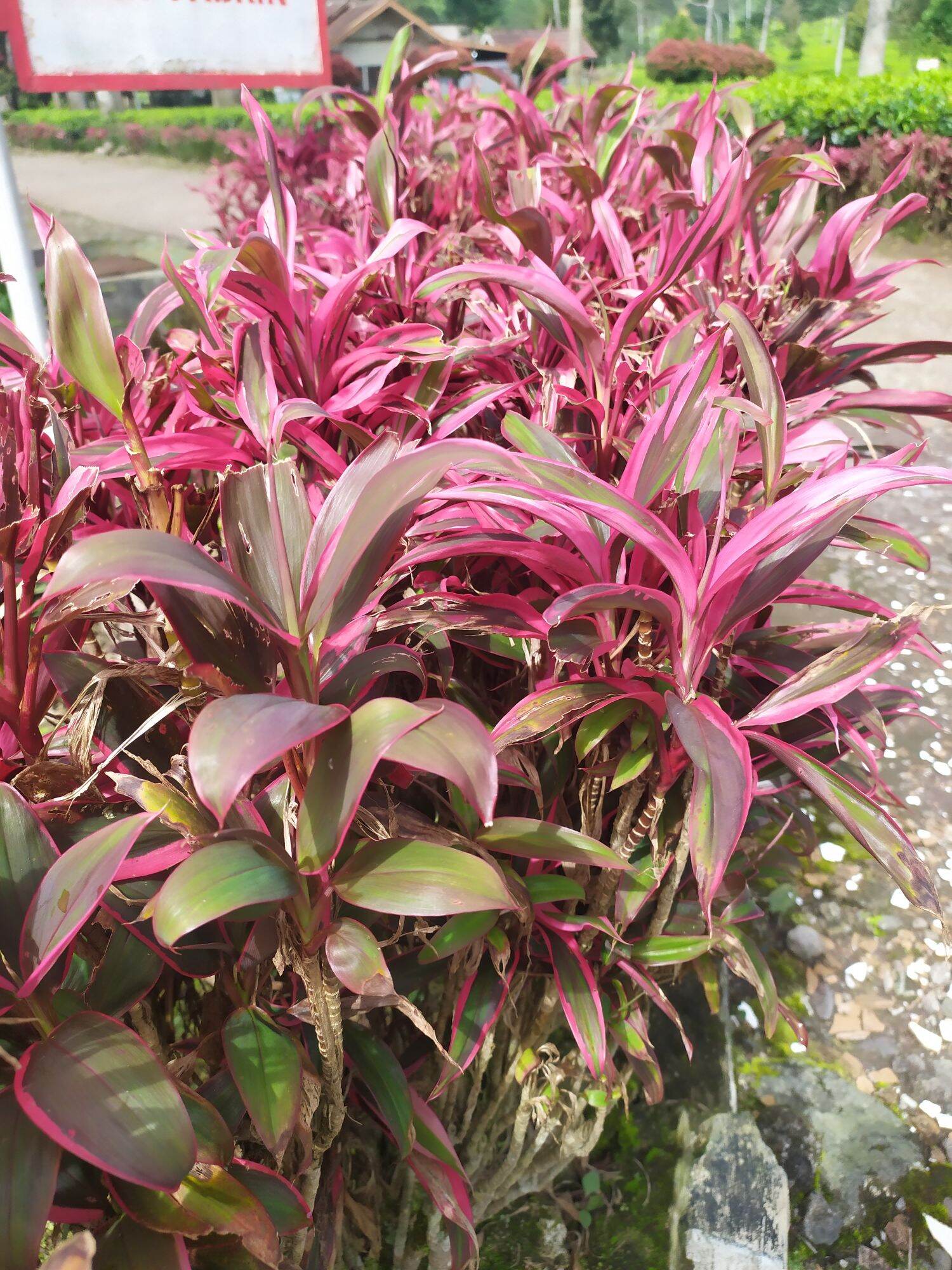 Tanaman Hias Hanjuang Merah | Lazada Indonesia