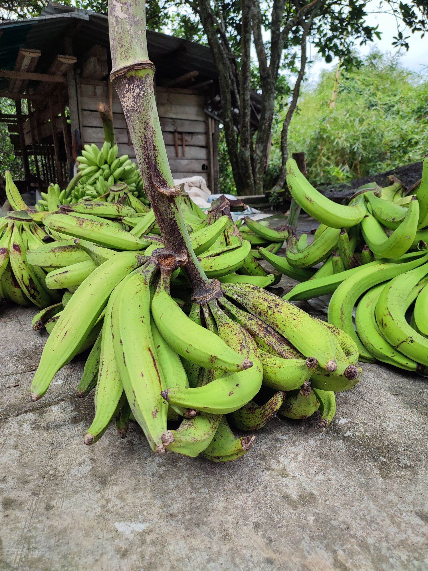 Pisang Tandukk Jumbo 1 kg isi 3 Asli lereng gunung muria Pati Jawa ...