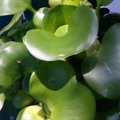 Jual Daun Eceng Gondok Tanaman Air Segar Per 1 Kg | Lazada Indonesia
