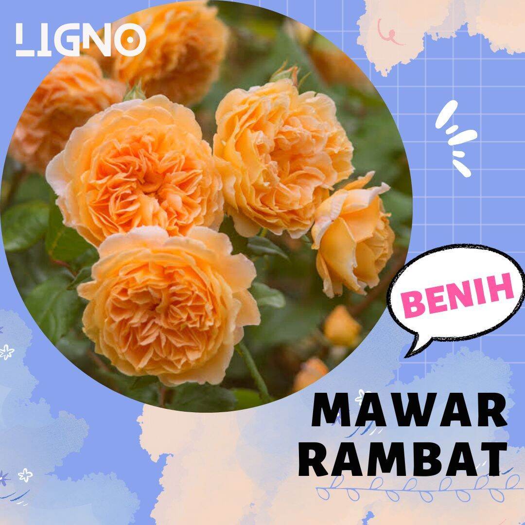 Benih MAWAR RAMBAT - Biji Bunga Climbing Rose | Lazada Indonesia
