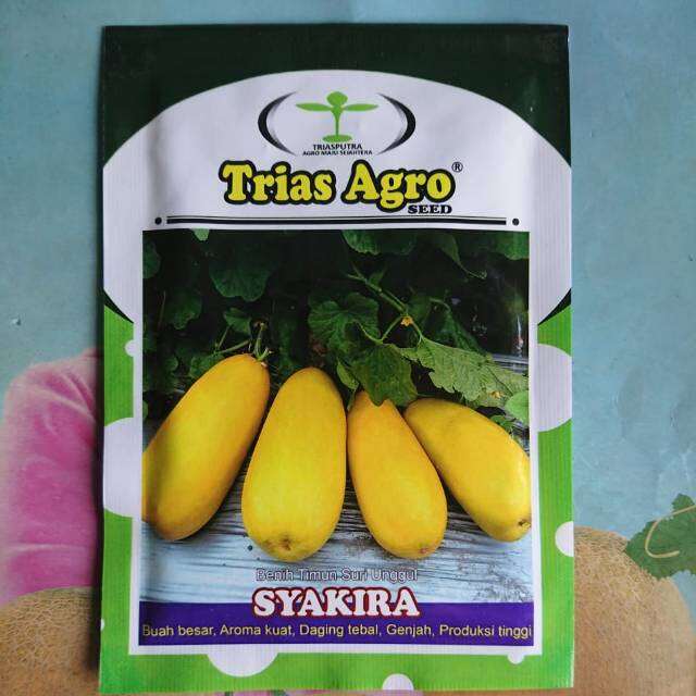 Benih Timun Suri Unggul SYAKIRA Isi 10gr | Lazada Indonesia