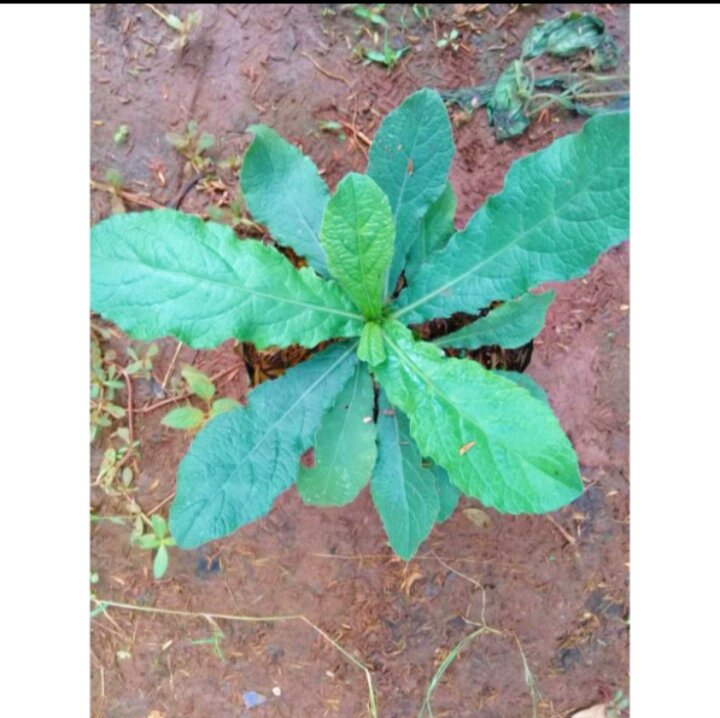 tanaman tapak liman | Lazada Indonesia