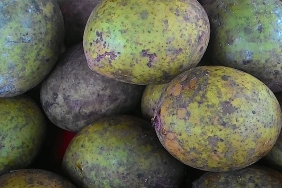 Buah limus buah bacang segar 1kg | Lazada Indonesia