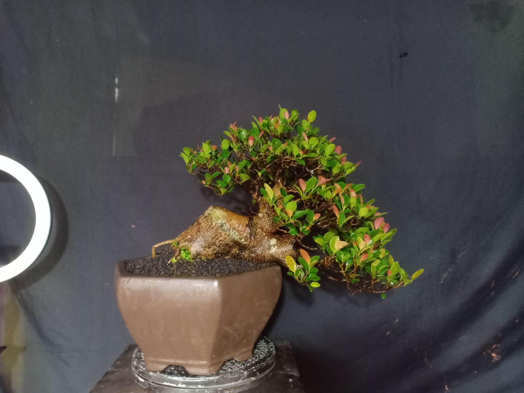 Bonsai Ficus Iprik Pucuk Merah | Lazada Indonesia
