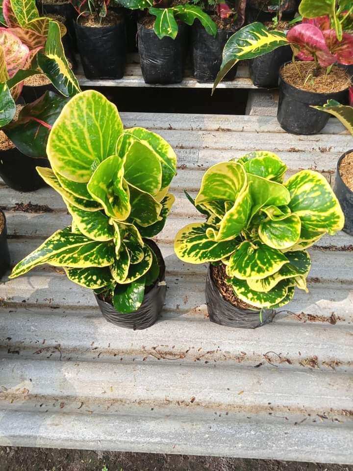 Tanaman Puring Apel Putri Panjalu (biji kang bayan NO2) | Lazada Indonesia