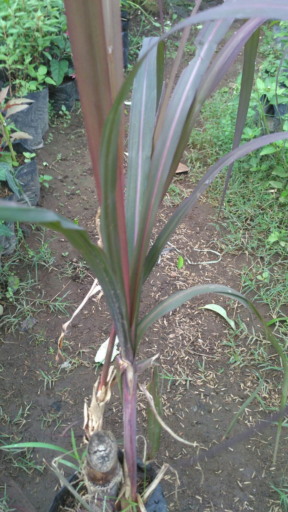 Bibit Pohon Tebu Ireng Tiwu Hitam Tanaman Batang | Lazada Indonesia