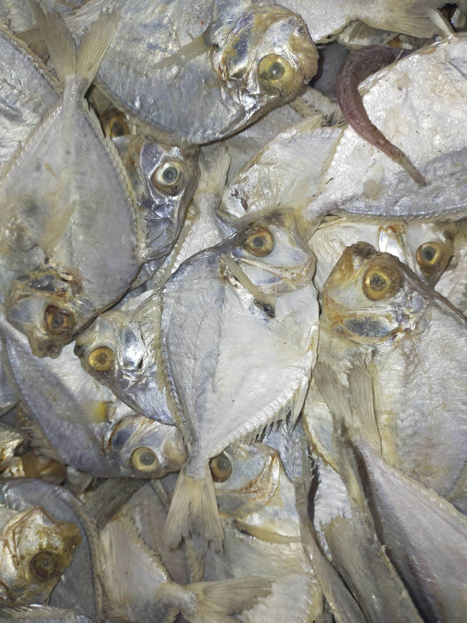 Ikan Asin Super Gesek Petek Kemasan 100 Gram | Lazada Indonesia