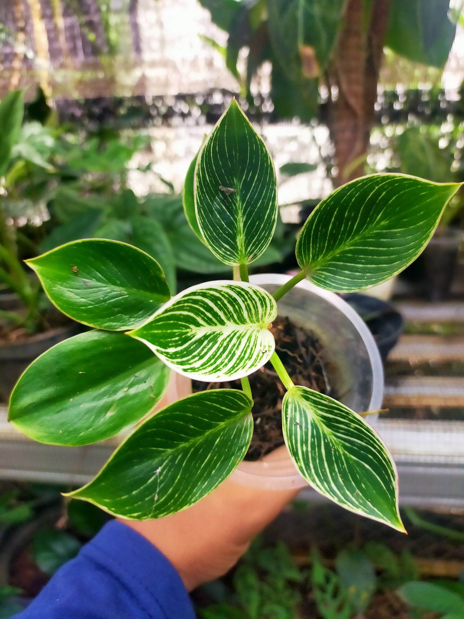 Philodendron Birkin / Tanaman Philo birkin | Lazada Indonesia