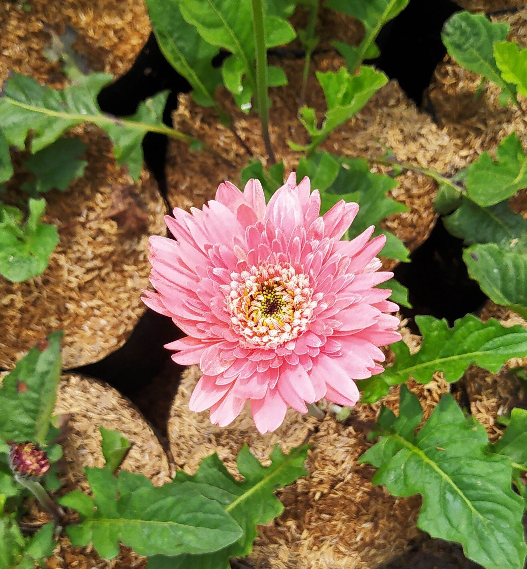 Bunga garbera pilih warna | Lazada Indonesia