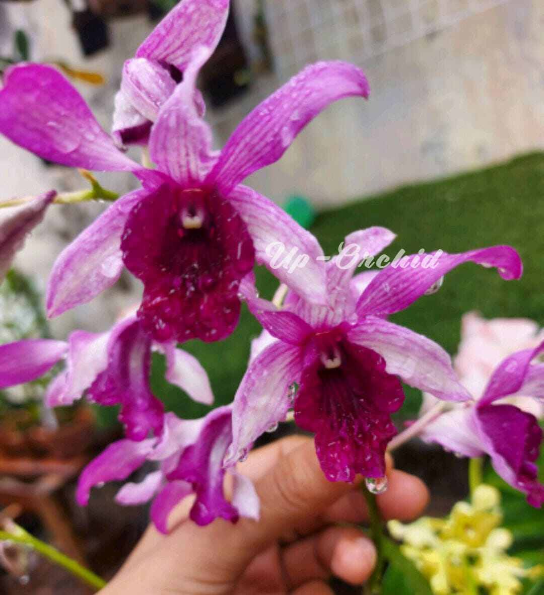 Anggrek Dendro Dendrobium Indonesia Raya Red Dewasa Siap Bunga, Spike ...
