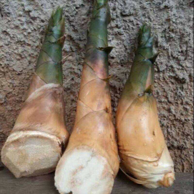 Rebung bambu segar 1 kg | Lazada Indonesia