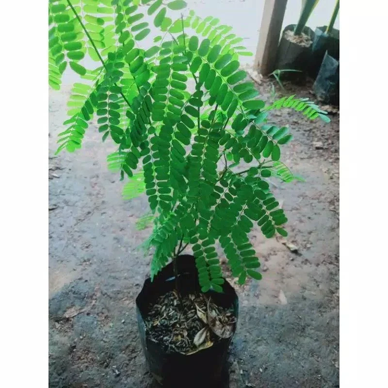 Tanaman Herbal Daun Saga / Pohon Saga | Lazada Indonesia