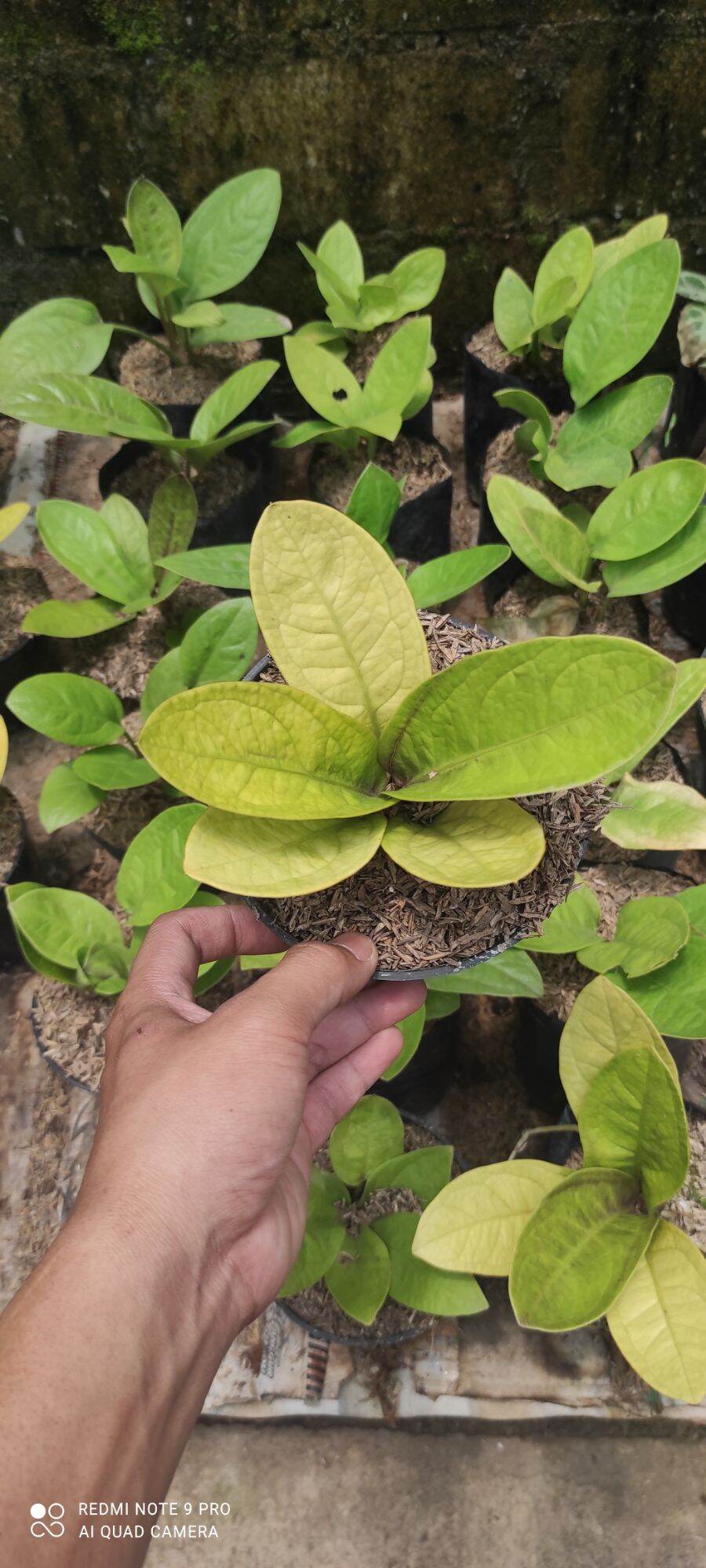 Anthurium Jemani Golden ukuran Remaja | Lazada Indonesia