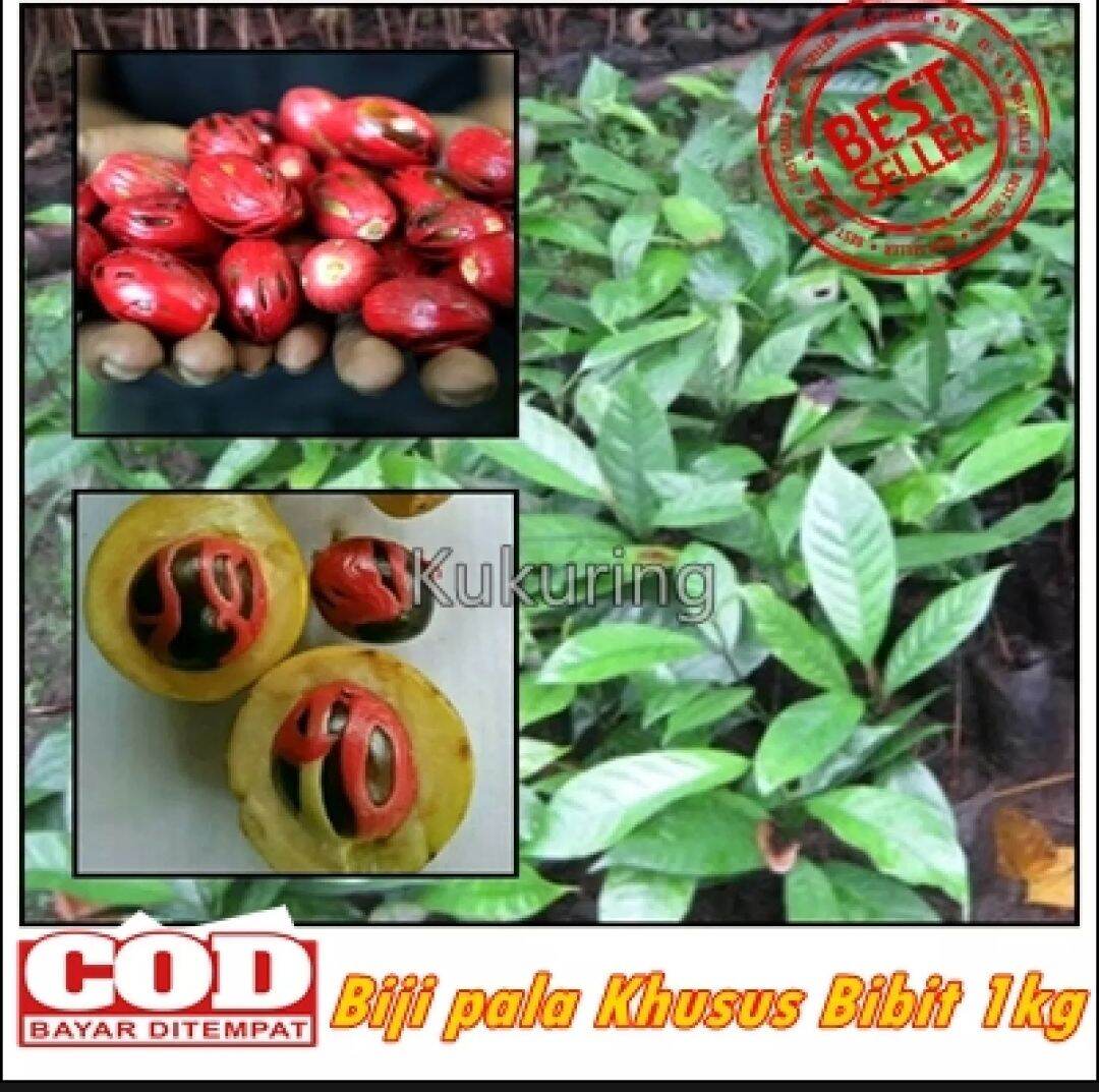 biji benih buah pala 1kg pala matang siap tanam | Lazada Indonesia biji benih buah pala 1kg pala matang siap tanam | Lazada Indonesia