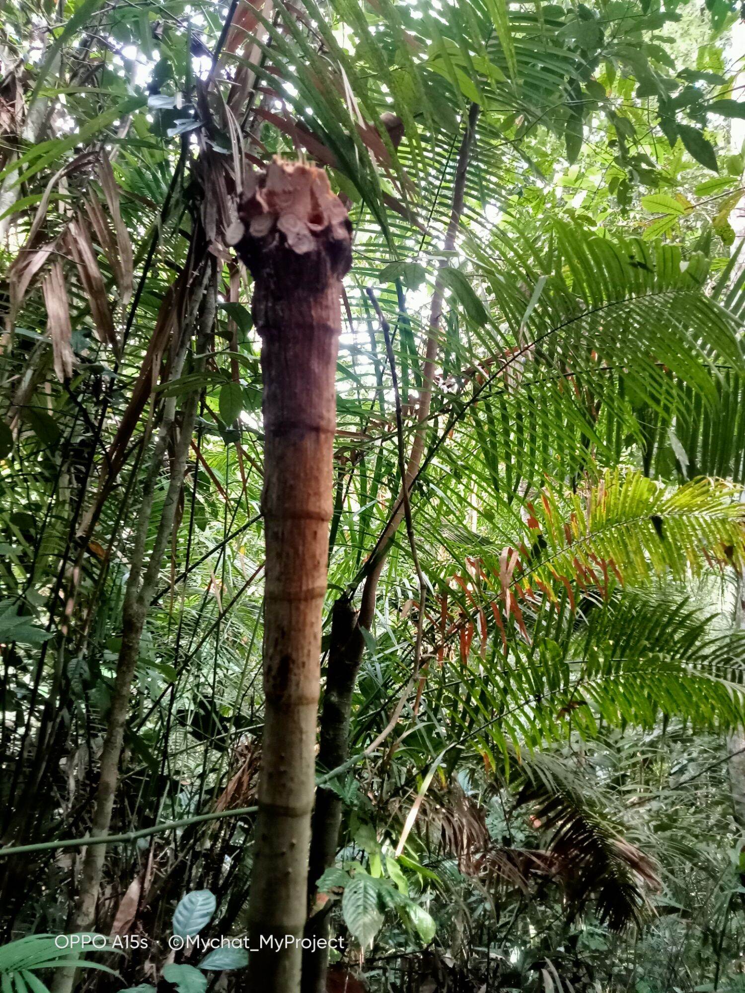 Tongkat Rotan penjalin Alat bantu Jalan Tongkat Rotan alat penyangga ...