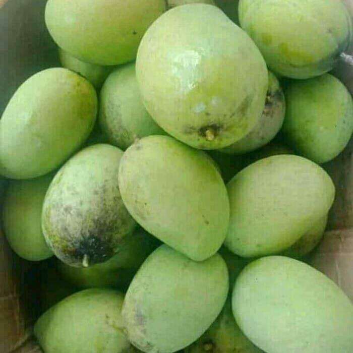 Mangga muda segar & fresh sangat cocok untuk rujak isi 1kg | Lazada ...