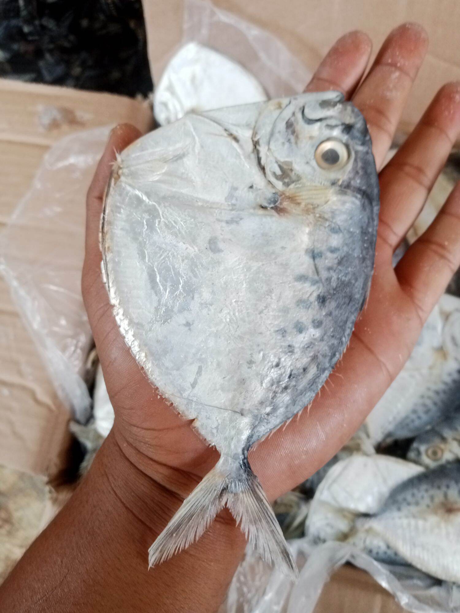 ikan asin SEMAR/ETEM BESAR SUPER KERING; 1KG best seller | Lazada Indonesia