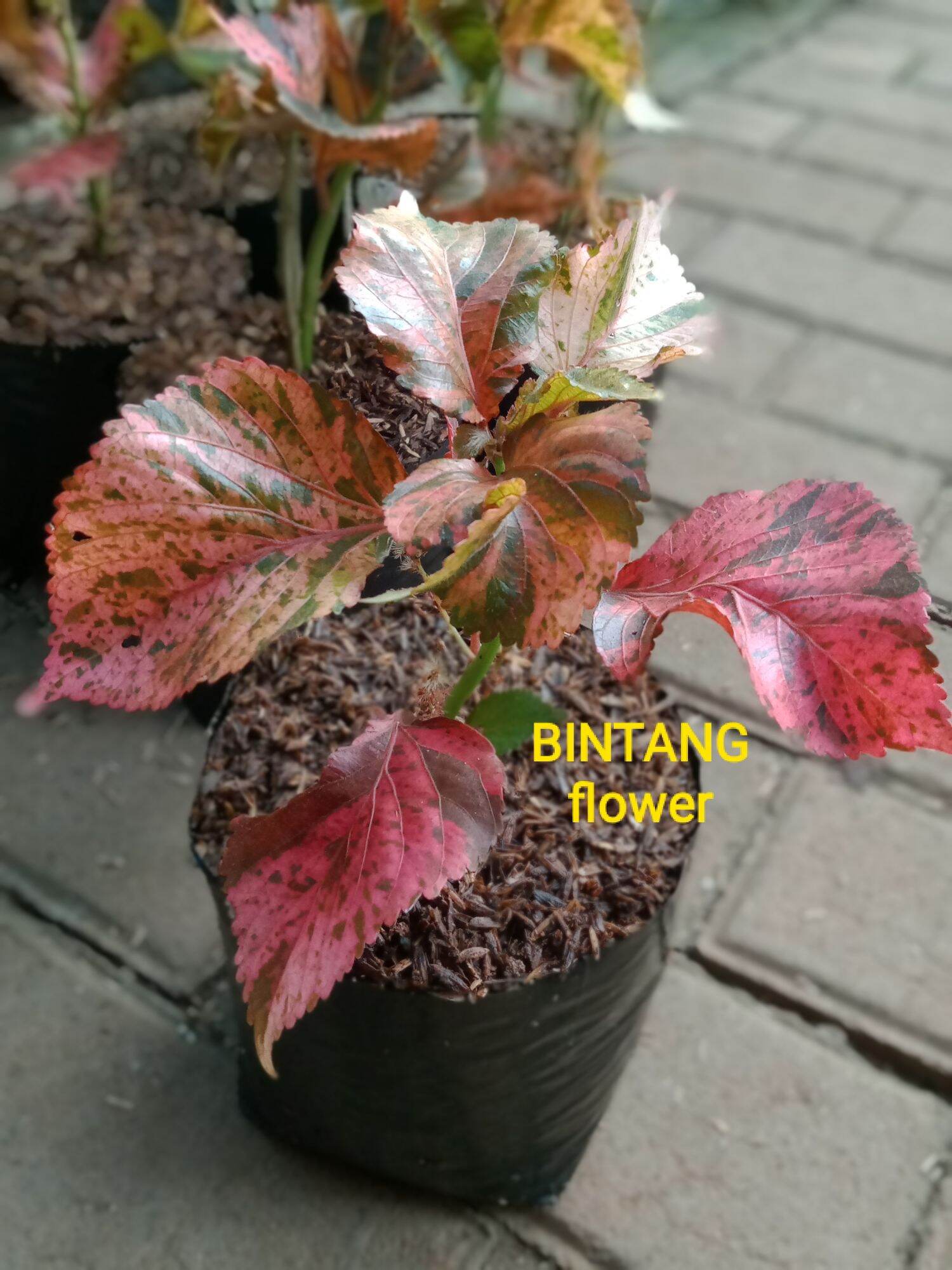 Tanaman hias Acalypha wilkesiana pink - variegata three colours ...