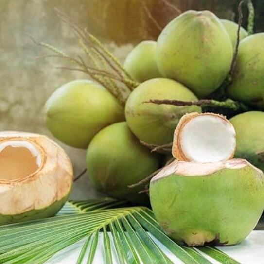 Degan buah kelapa muda hijau utuh Fresh segar obat herbal berkhasiat a | Lazada Indonesia