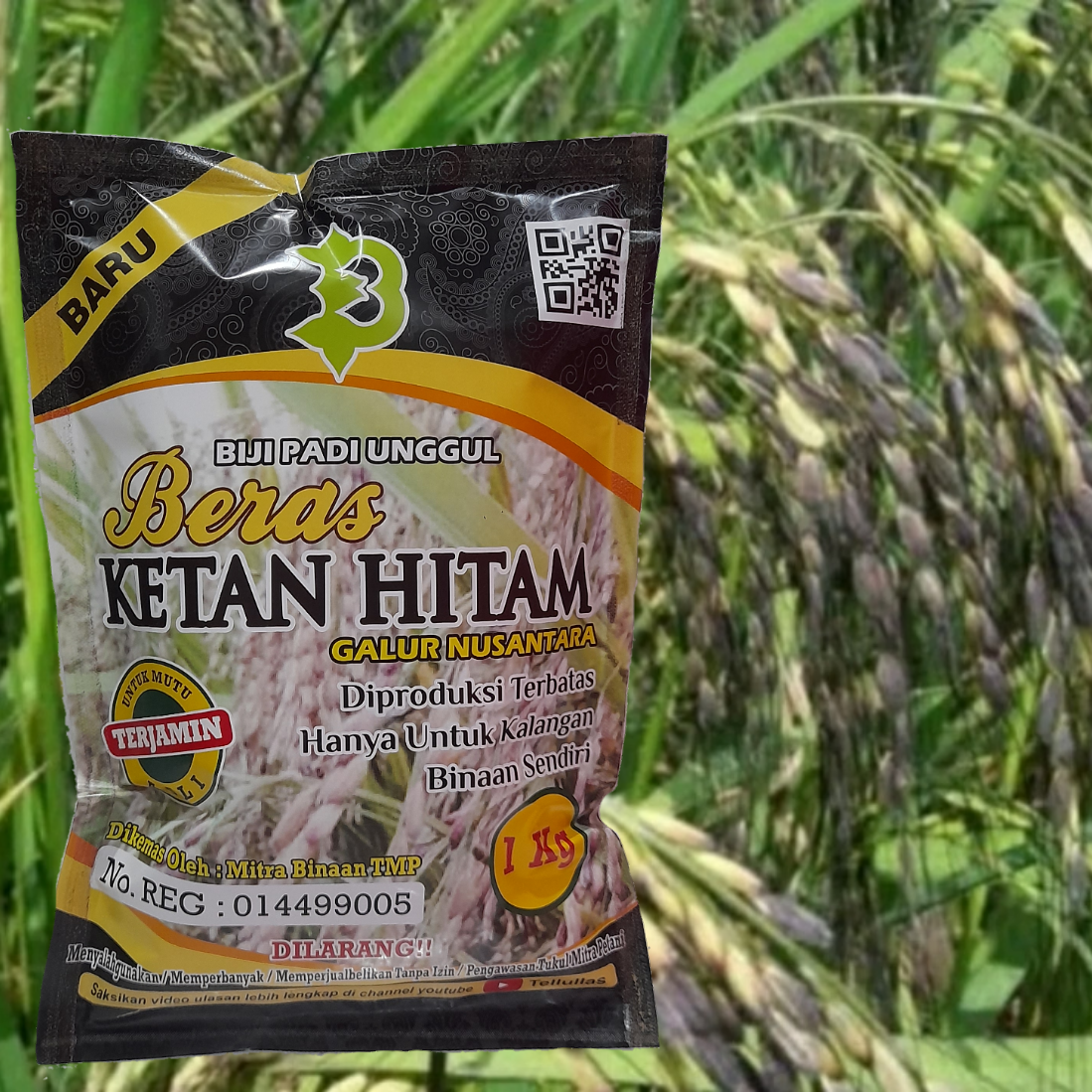 Padi Ketan Hitam Ori | Lazada Indonesia
