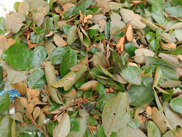 benalu pohon jengkol segar/fres | Lazada Indonesia