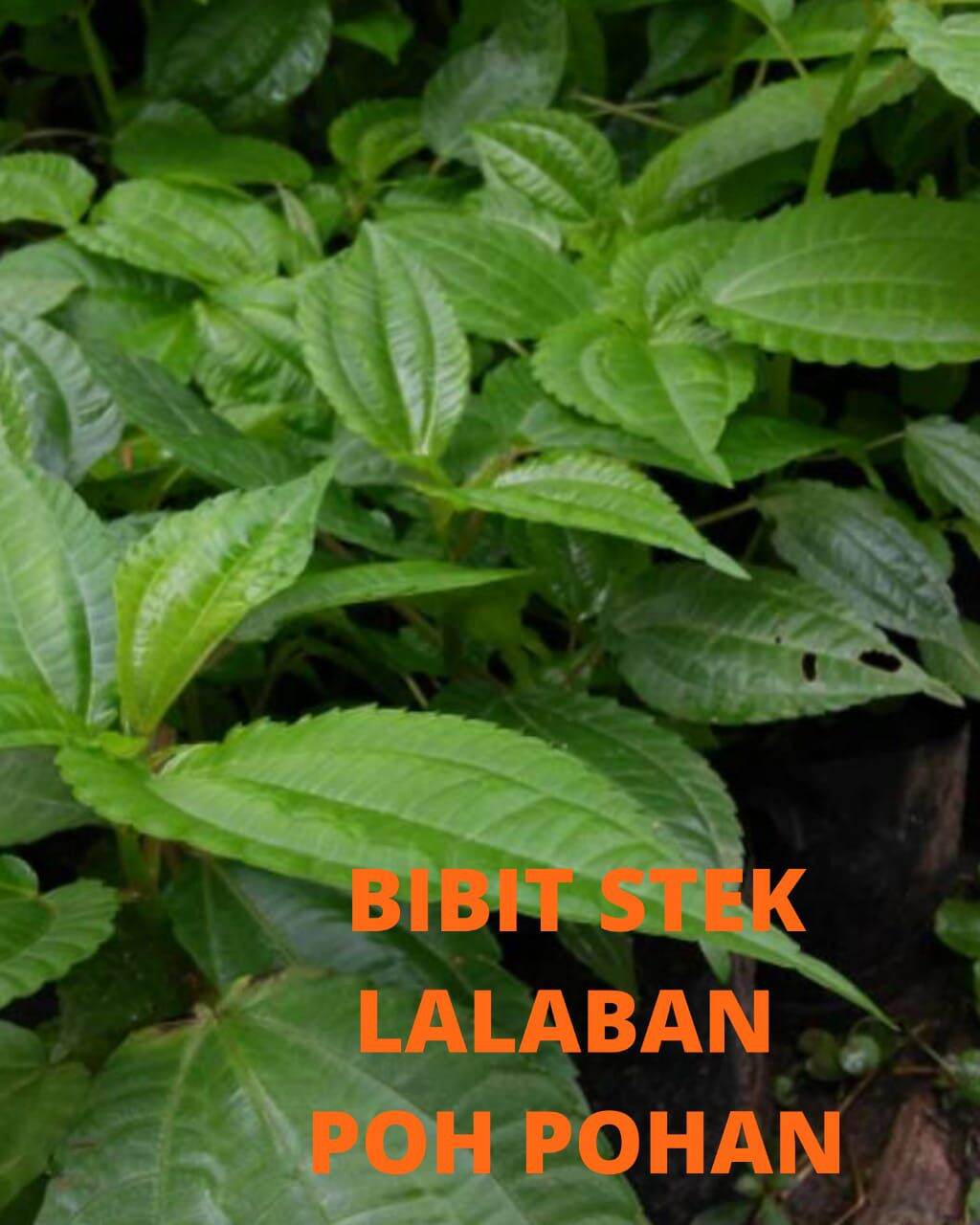 tanaman sayur Poh Pohan / lalaban / herbat | Lazada Indonesia