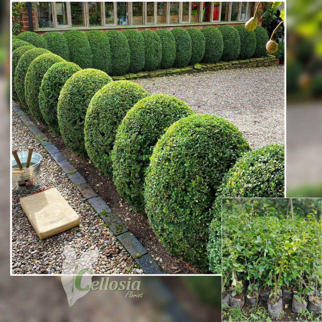 Tanaman Hias / Tanaman Pagar Boxwood atau Teh Tehan | Lazada Indonesia