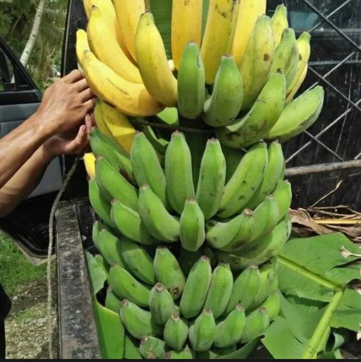 PROMO TERMURAH PISANG RAJA SEGAR ( TERLARIS ) 1 KG | Lazada Indonesia