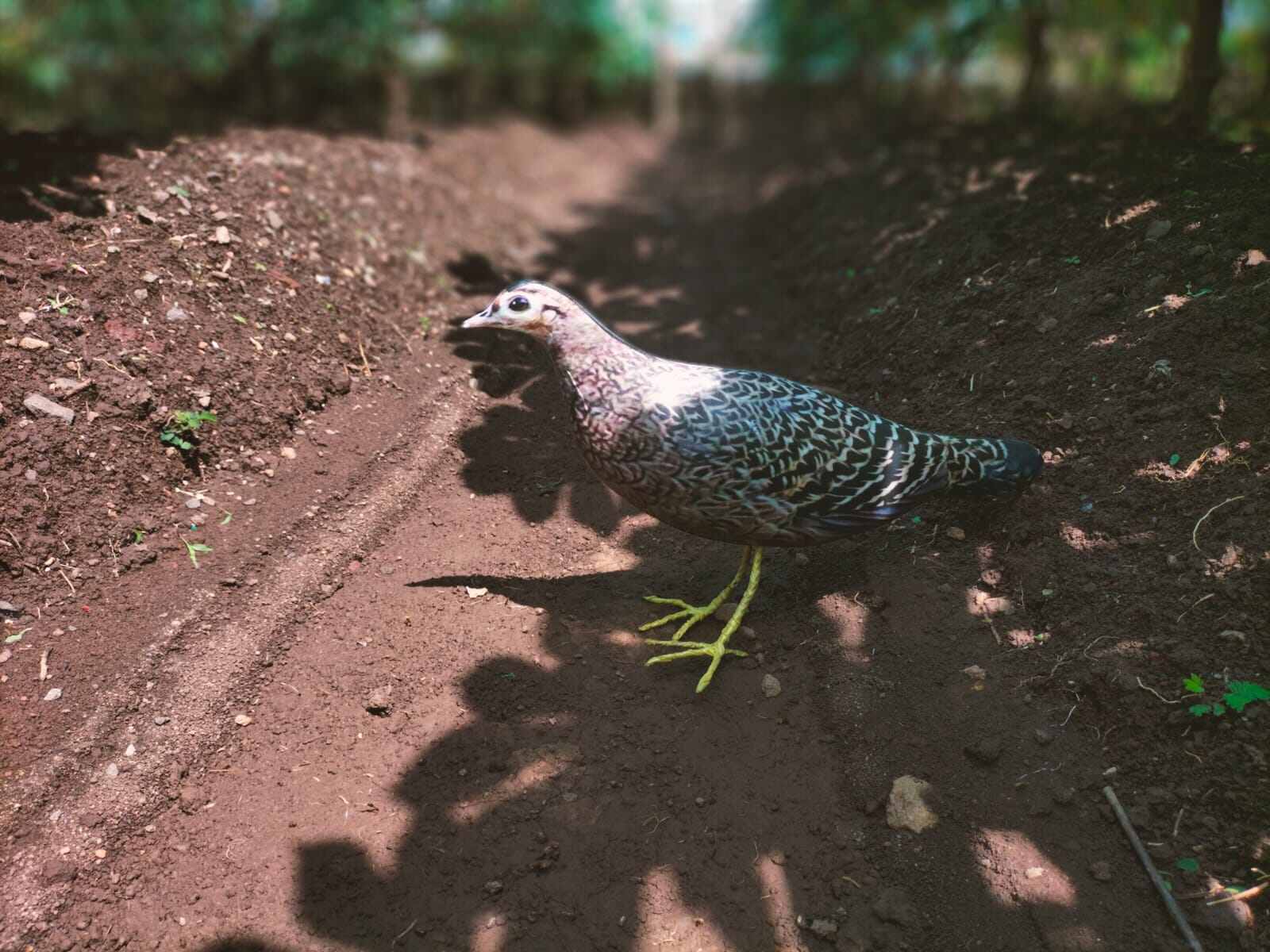 Pikat Ayam Hutan Hijau