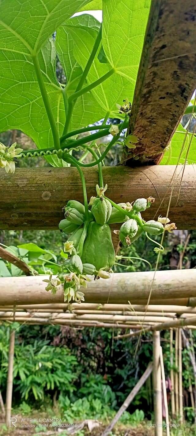 BIBIT LABU SIAM ANGGUR /LABU JEPANG/ WALUH SIEM ANGGUR | Lazada Indonesia