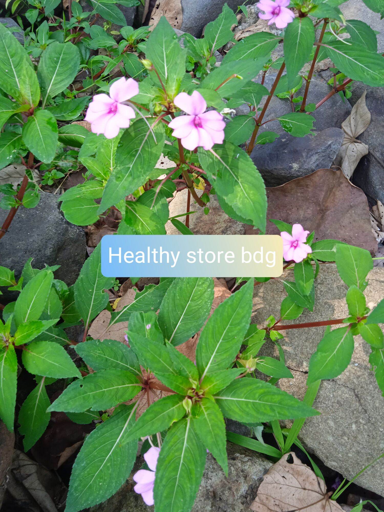 Daun Pacar Air Segar Paket Per 1 Kg | Lazada Indonesia